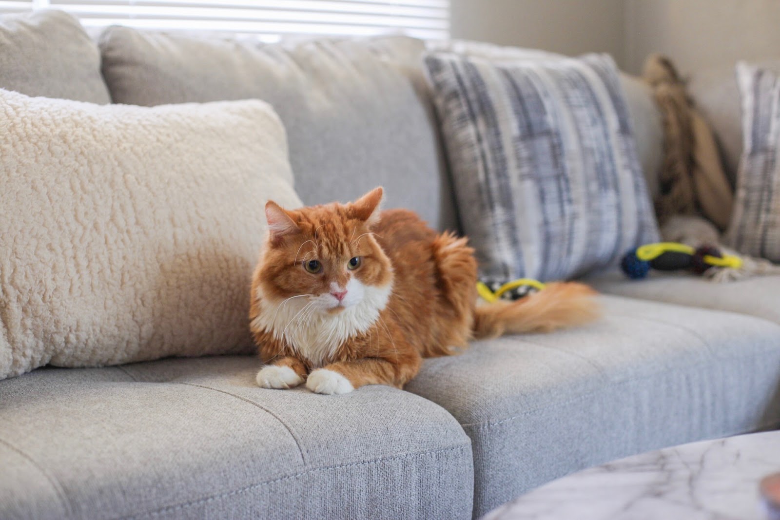 Life Update and What I'm Currently Loving This Fall - Affordable by Amanda