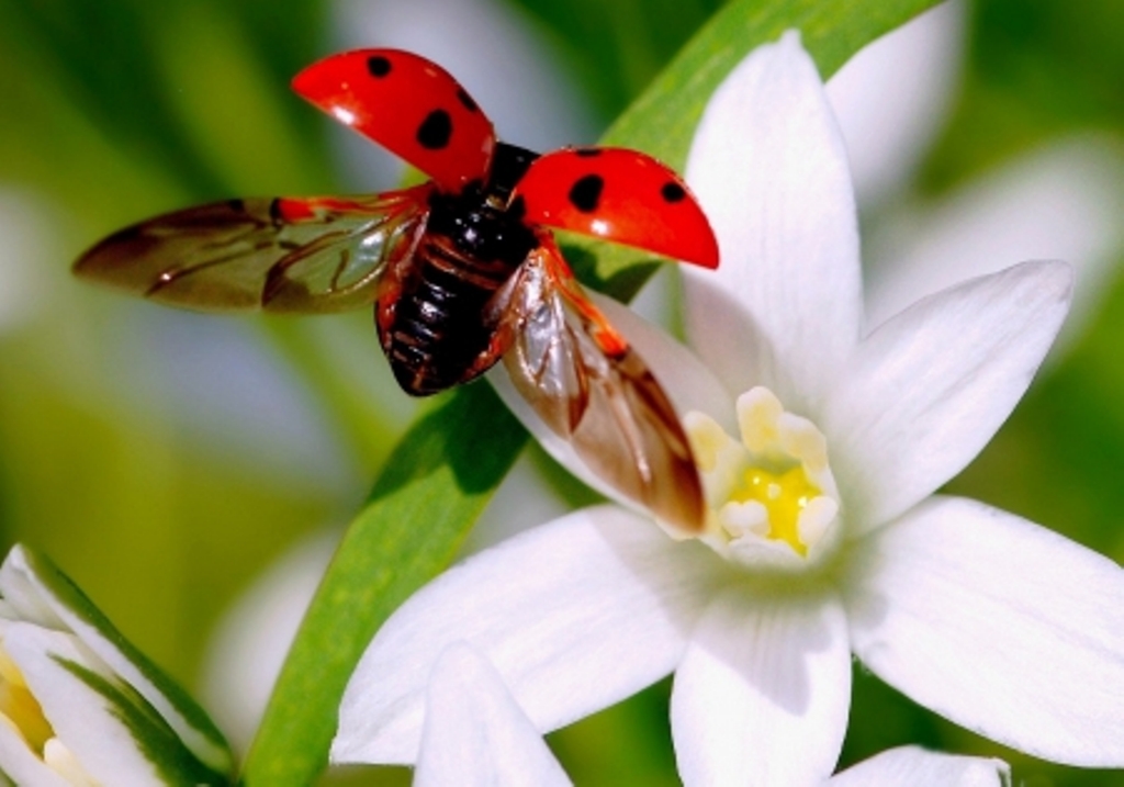 The Lady(Bug) of the Household: Spring in Full Bloom