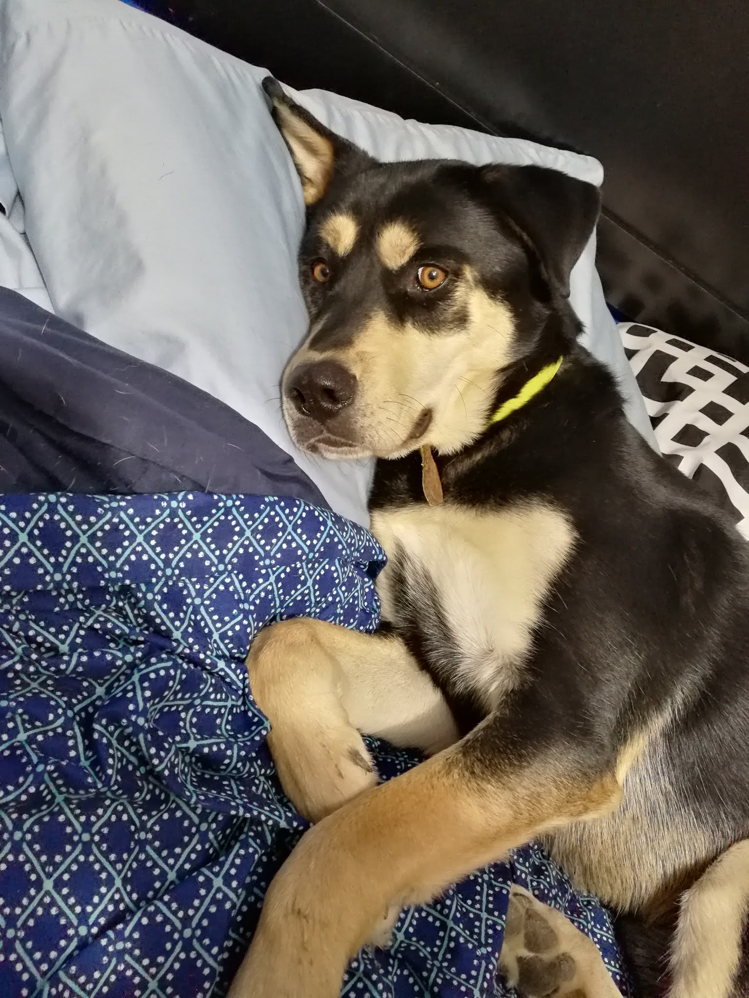 Rottsky = Rottweiler + Husky: Derpy Mondays
