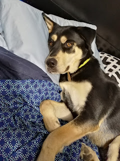 Rottsky = Rottweiler + Husky