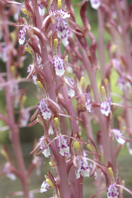 Native Orchids of the Pacific Northwest and the Canadian Rockies (and ...