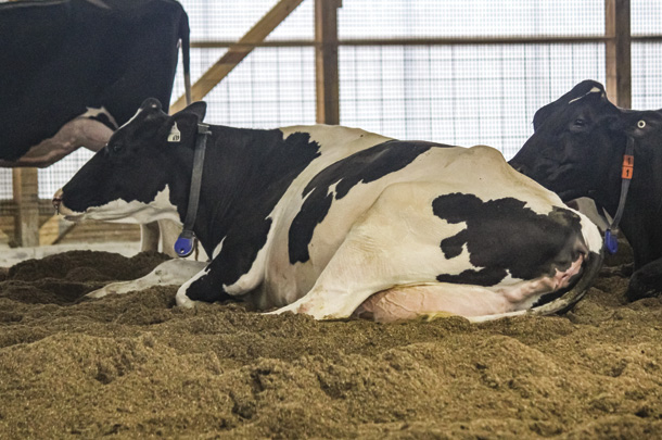 Going beyond estrous detection in Cows with digital technology Going beyond estrous detection in Cows with digital technology
