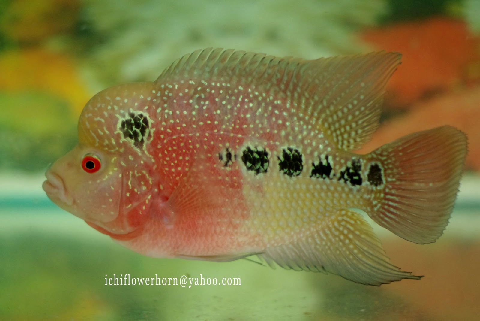 Flowerhorn The Hybrid Cichlids: Louhan Cencu - Ichiflowerhorn 004