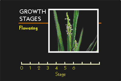 BP4K Kabupaten Cianjur: FASE PERTUMBUHAN TANAMAN PADI