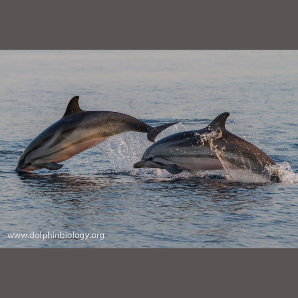 Dolphin Biology and Conservation: Striped dolphins chasing each other