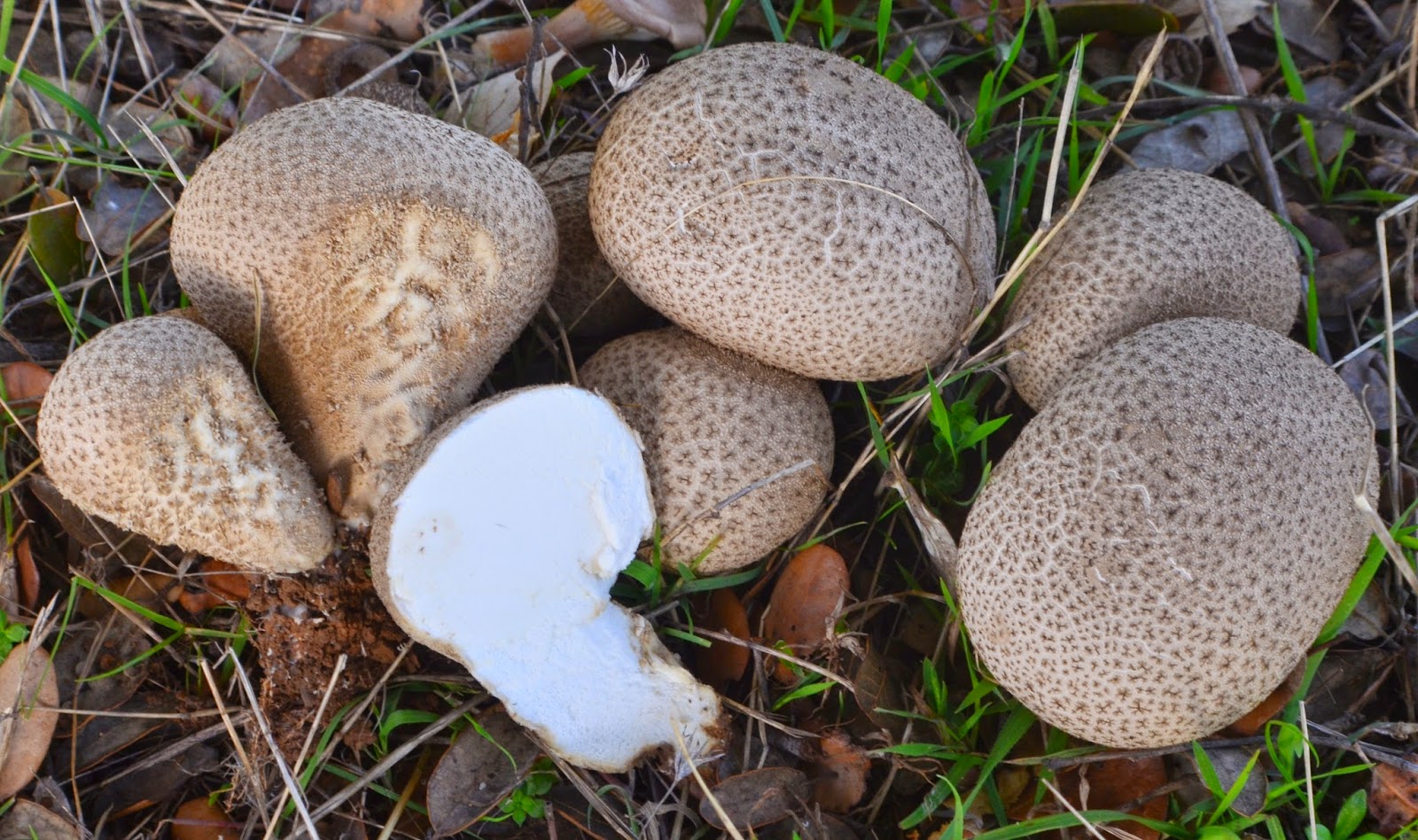 Setas Extremadura : Calvatia Cyathiformis