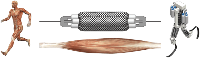 Emerson Villela Carvalho Jr., M.D.: Scientists Use Fishing Line, Thread ...