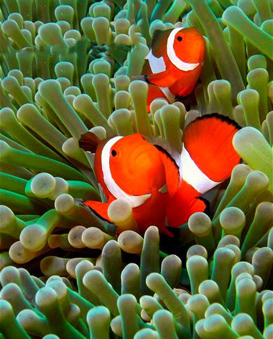 Fundelia: The fish who changes its gender for reproduction! (The ...