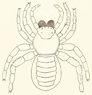 Variety of Life: Mesothelae