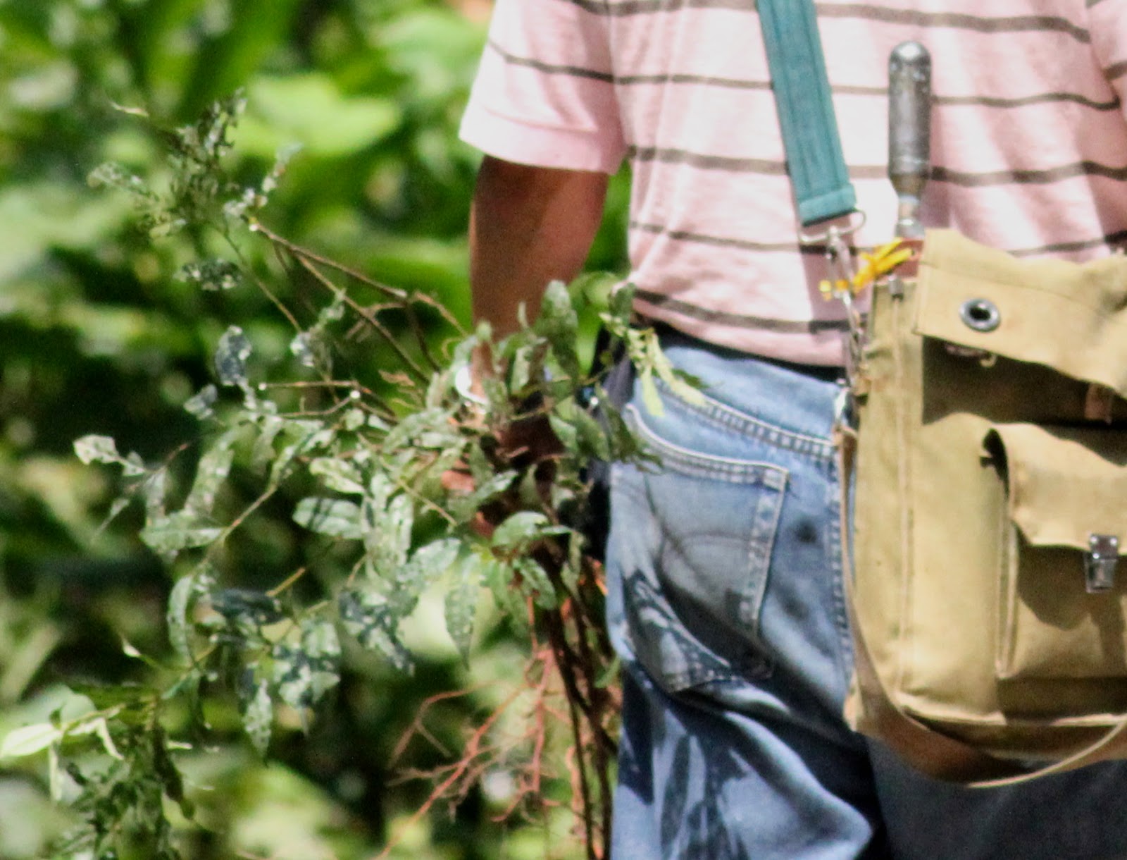 Ron-Nature-Adventures: Birding in Ulu Langat Forest - May 2014