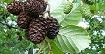anin negru planta medicinala-black alder herb | Farmacia Naturală
