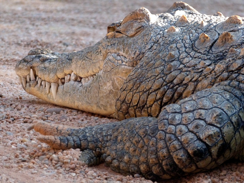 Taxonomía Chordata: Clase Reptilia Orden Crocodylia