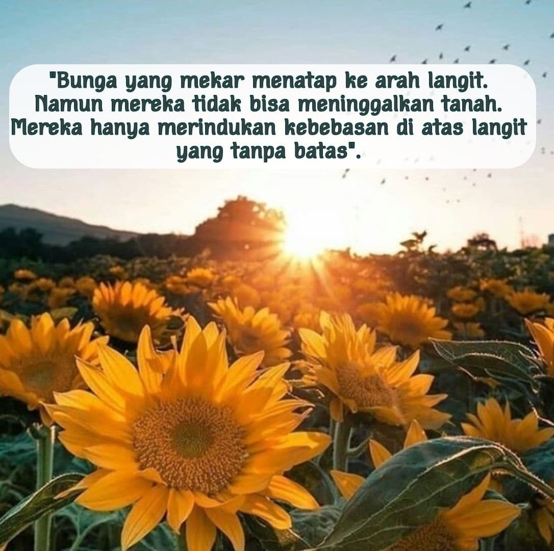 76+ Kata Kata Bijak Tentang Bunga Matahari