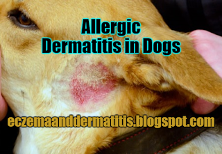 Allergic Dermatitis in Dogs - Eczema and Dermatitis