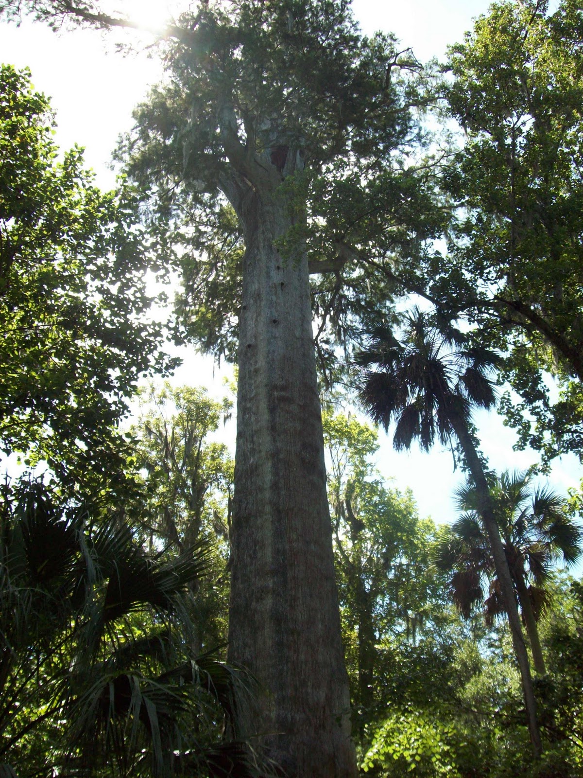 Brian's Daily Ramblings & Artistic Endeavors: The Senator Cypress Tree ...