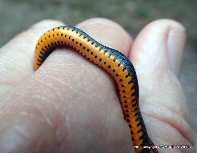 PURE FLORIDA: Nano Snake: Meet The Ringneck