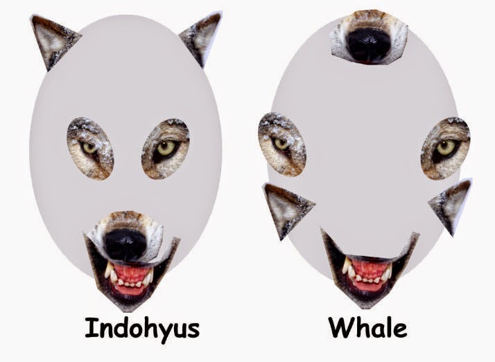 Evolution: Fact or Myth ?!: Indohyus