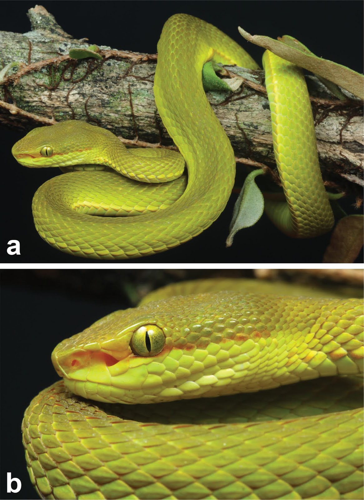 One species a day: A new snake: Trimeresurus salazar