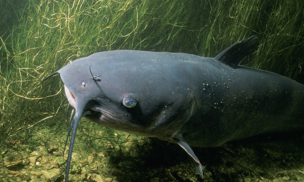 Catfish