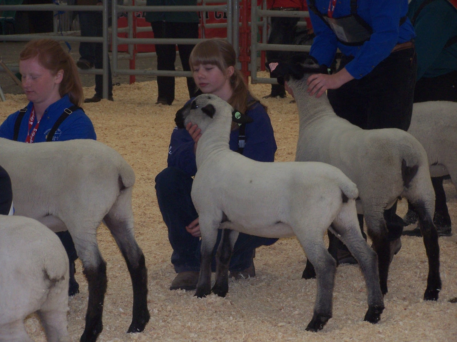 Prairie Winds Hampshires: Sheep Show Classes: Market Lamb