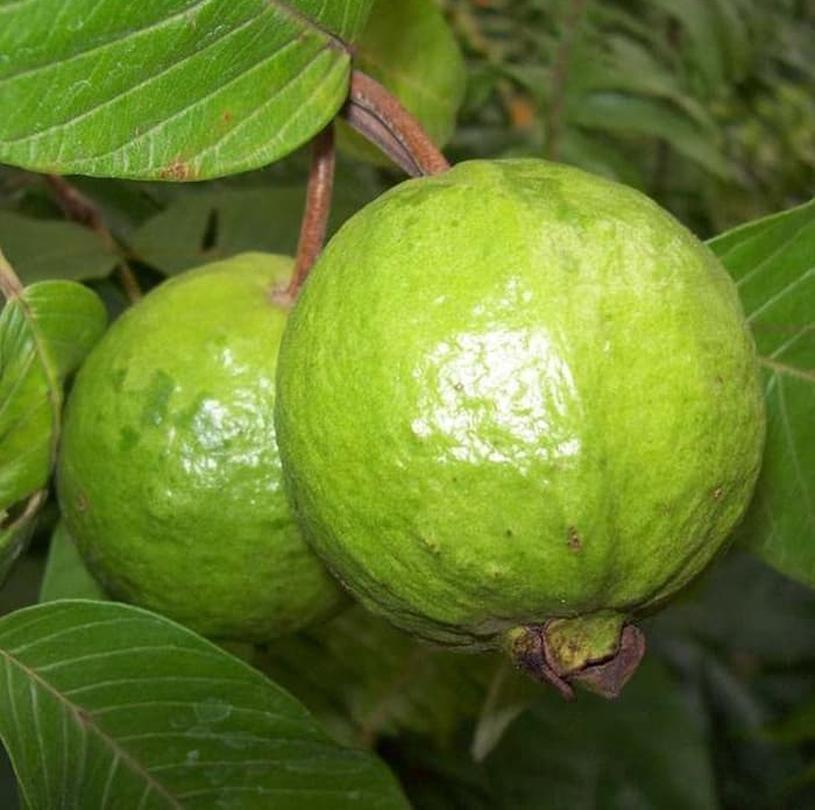 Supplier Bibit Buah Jambu Biji Merah Padang - hayaprojects