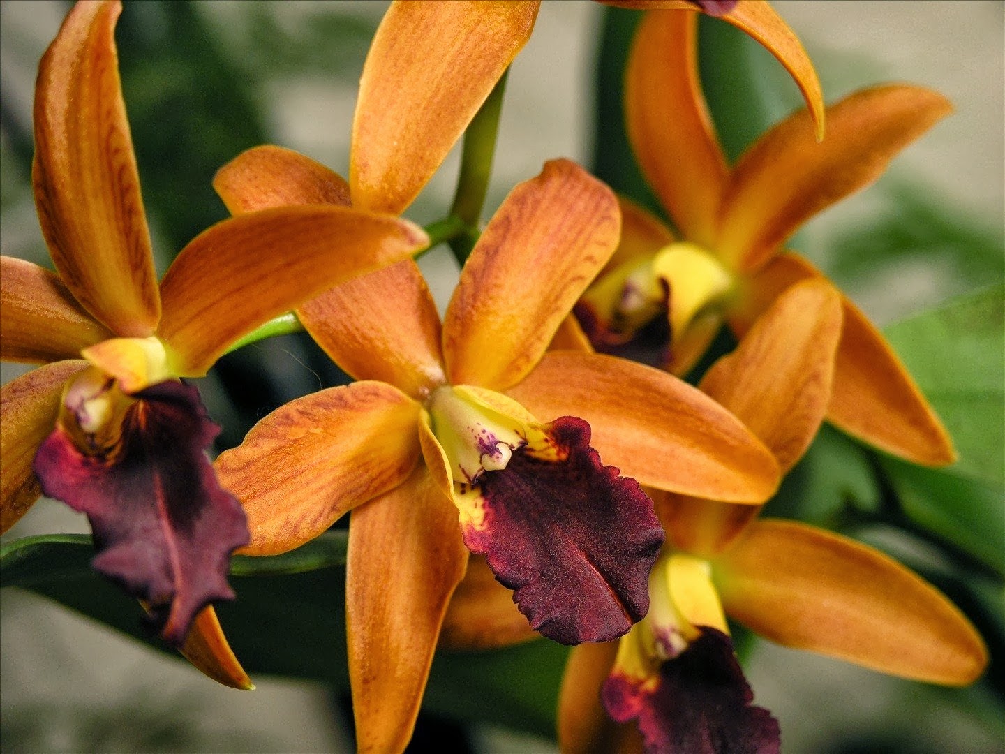 Flower Homes: Cattleya Flowers