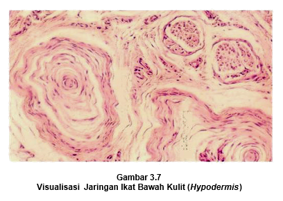 3 Lapisan Struktur Kulit : Kulit Ari (Epidermis), Kulit Jangat (Dermis ...
