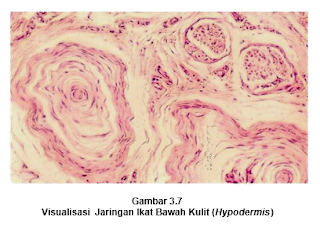 3 Lapisan Struktur Kulit : Kulit Ari (Epidermis), Kulit Jangat (Dermis ...