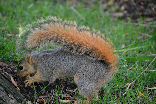 Life-n-Beauty Photography: Several Species of Small Furry Animals