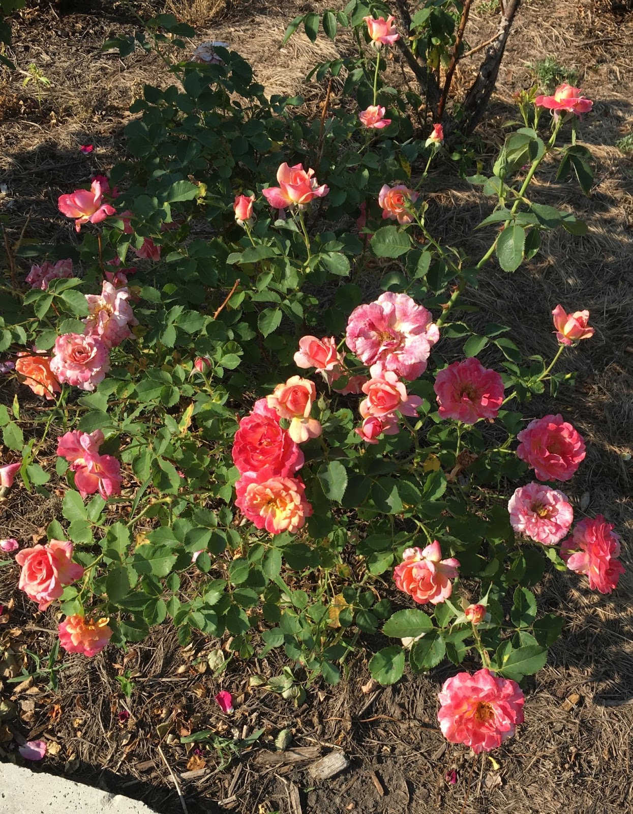 Garden Musings: Griffith Buck Rose