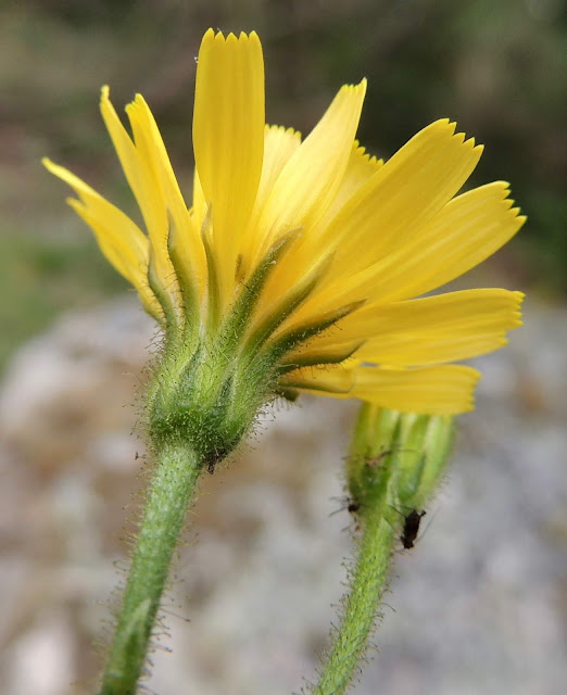 Violets and others: Crepis paludosa. Marsh Hawksbeard + Crepis lampsanoides