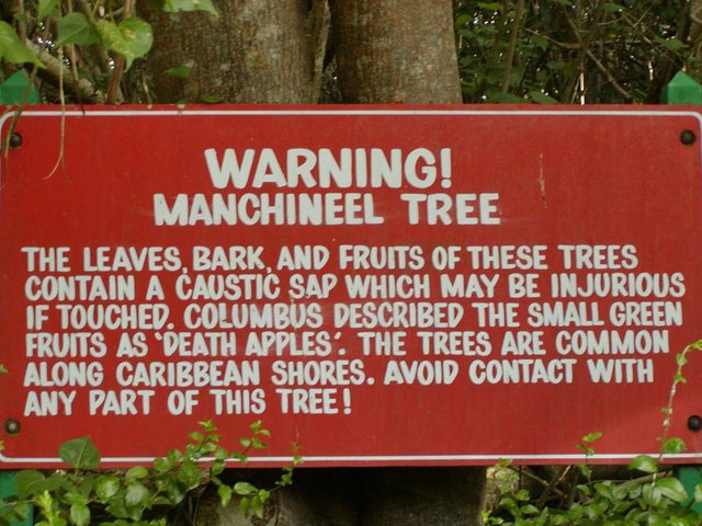 Manchineel tree - Worlds most dangerous tree