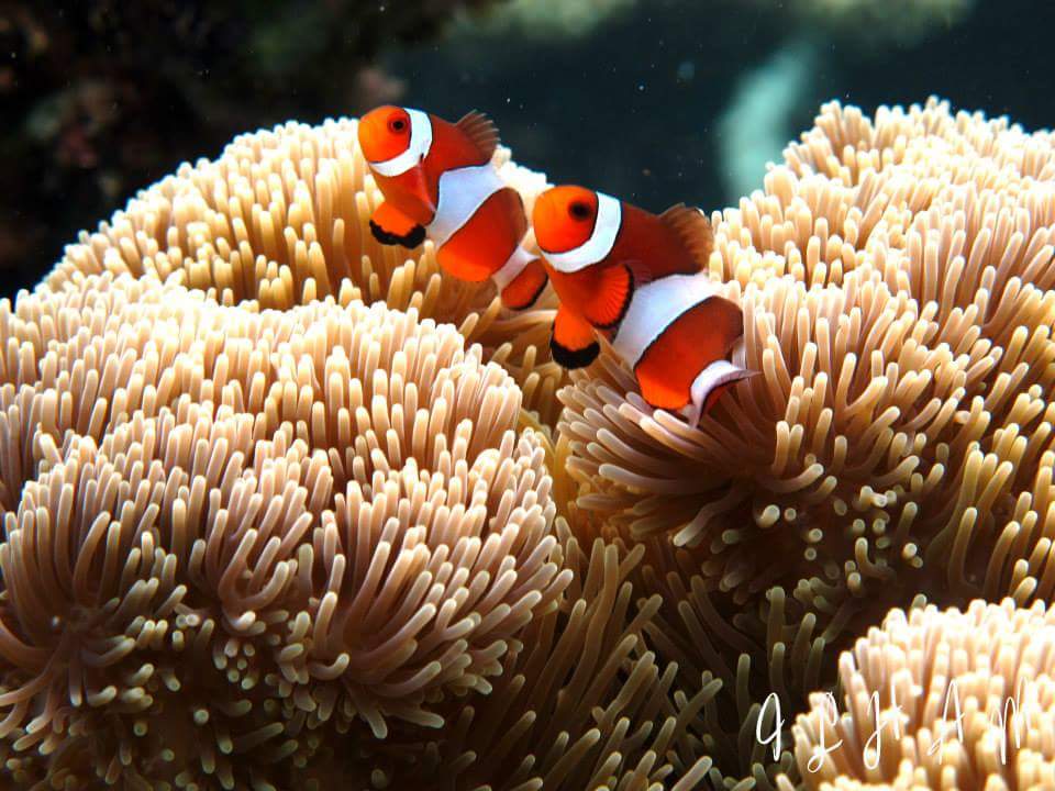 Biology For Indonesia: IKAN BADUT, CLOWN FISH, Amphiprion ocellaris