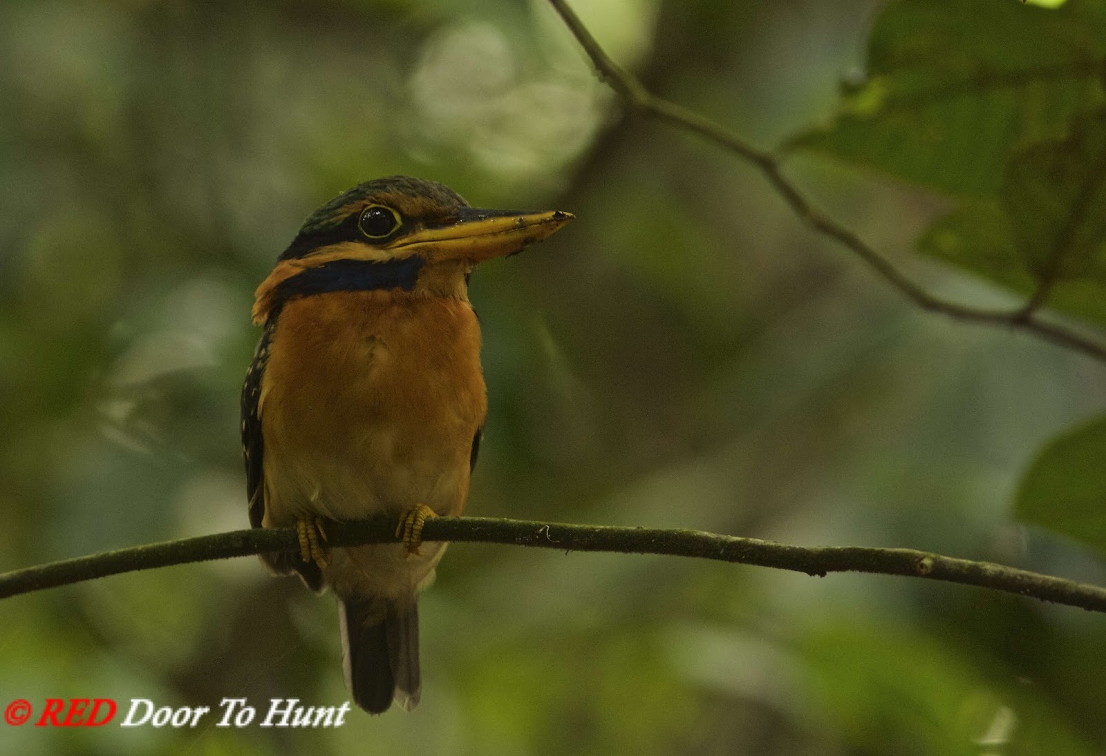 RED Door To Hunt: PEMERHATIAN BURUNG PEKAKA DI MUSIM MENGAWAN
