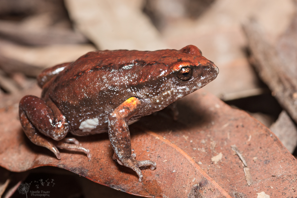 South-east Queensland's secret frog