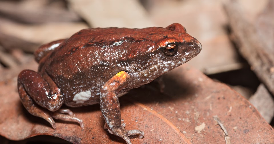 South-east Queensland's secret frog