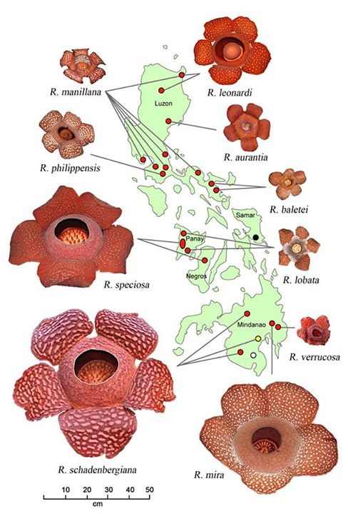 Rafflesia: Rafflesia: The Stinkiest Parasitic Queen