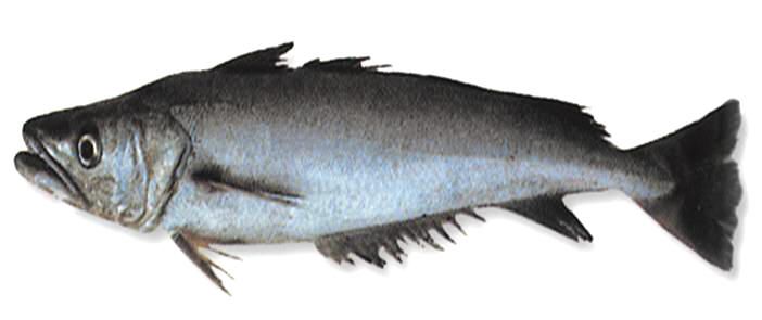FILANAVAL: PECES DE CHILE ( Merluza )