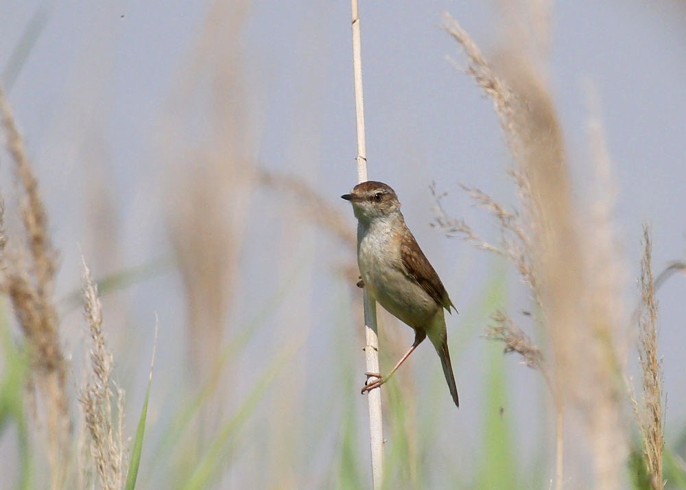 Richard Smith - Birdwatching Days Out: ROMANIA, Sinoe, Constanta, Part ...