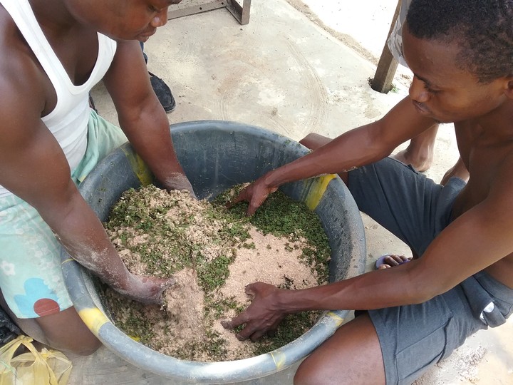 Azolla Farming Srilanka - (අසොලා සත්ව ආහාර): එළුවන්ට ආහාර (Azolla Seeds ...