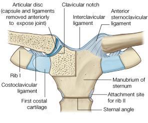 Articulación Esternoclavicular