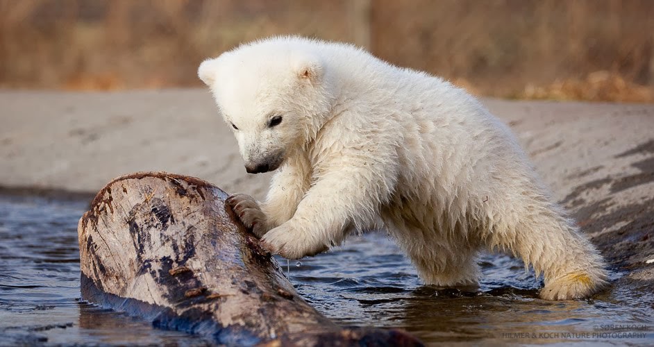 Un Mundo en Paz: El "gran hermano" de los osos polares