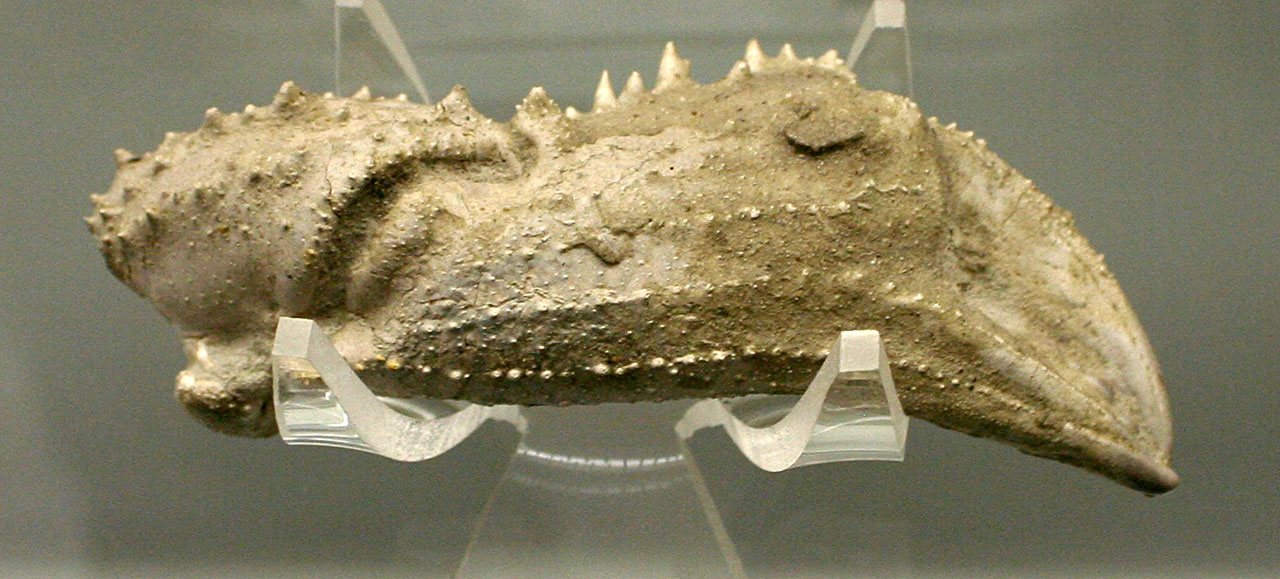 Louisville Fossils and Beyond: Cancer sp. Crab Fossil