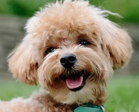 Akita Inu Poodle mix (AkiPoo) Temperament, Size, Adoption, Lifespan