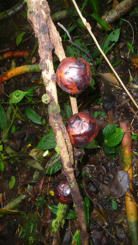 AMAZING SEBASTE: October 2016