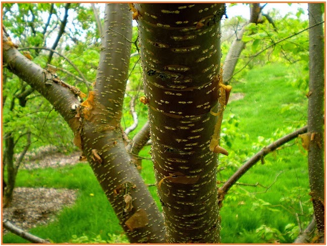 BIOLOGI GONZAGA: SOAL TRY OUT UN SD BIOLOGI 5