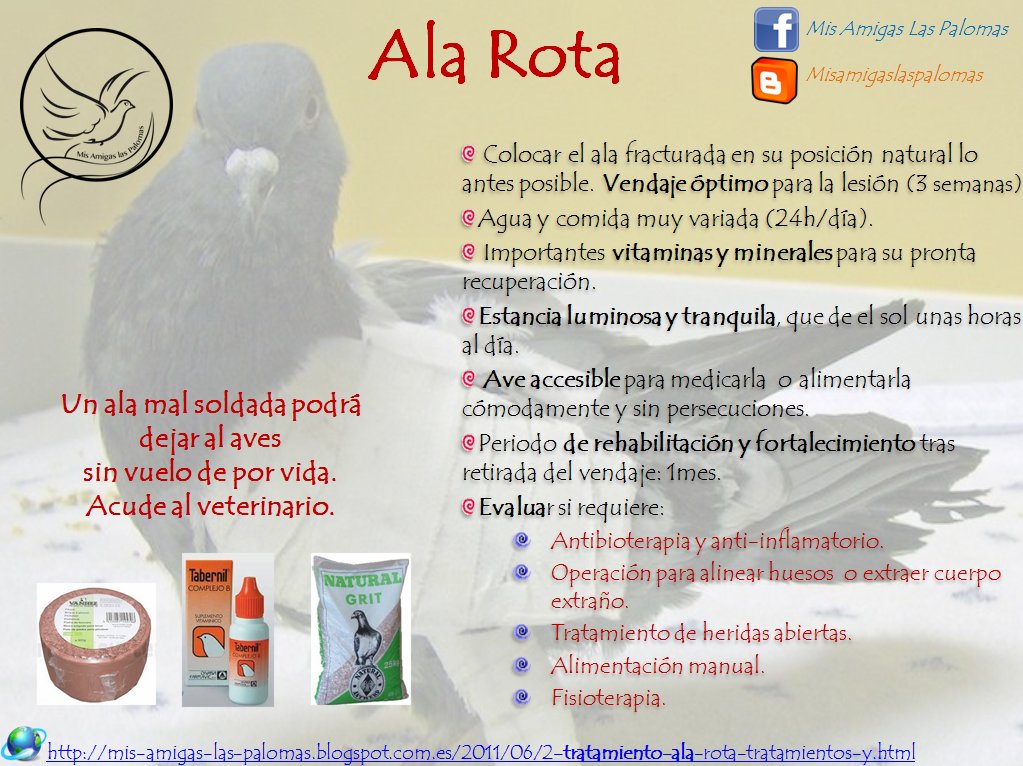 Mis amigas las palomas: Tratamiento ALA ROTA