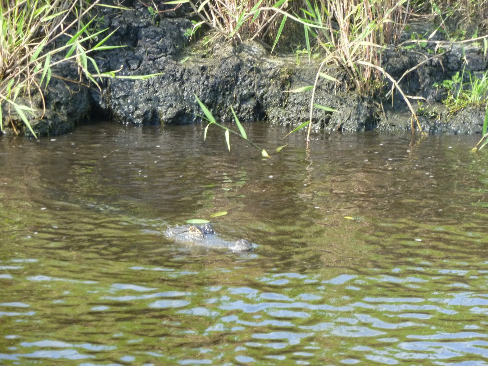 Back Road Motorcycle Rides: Airboats, Alligators, and riding Florida ...