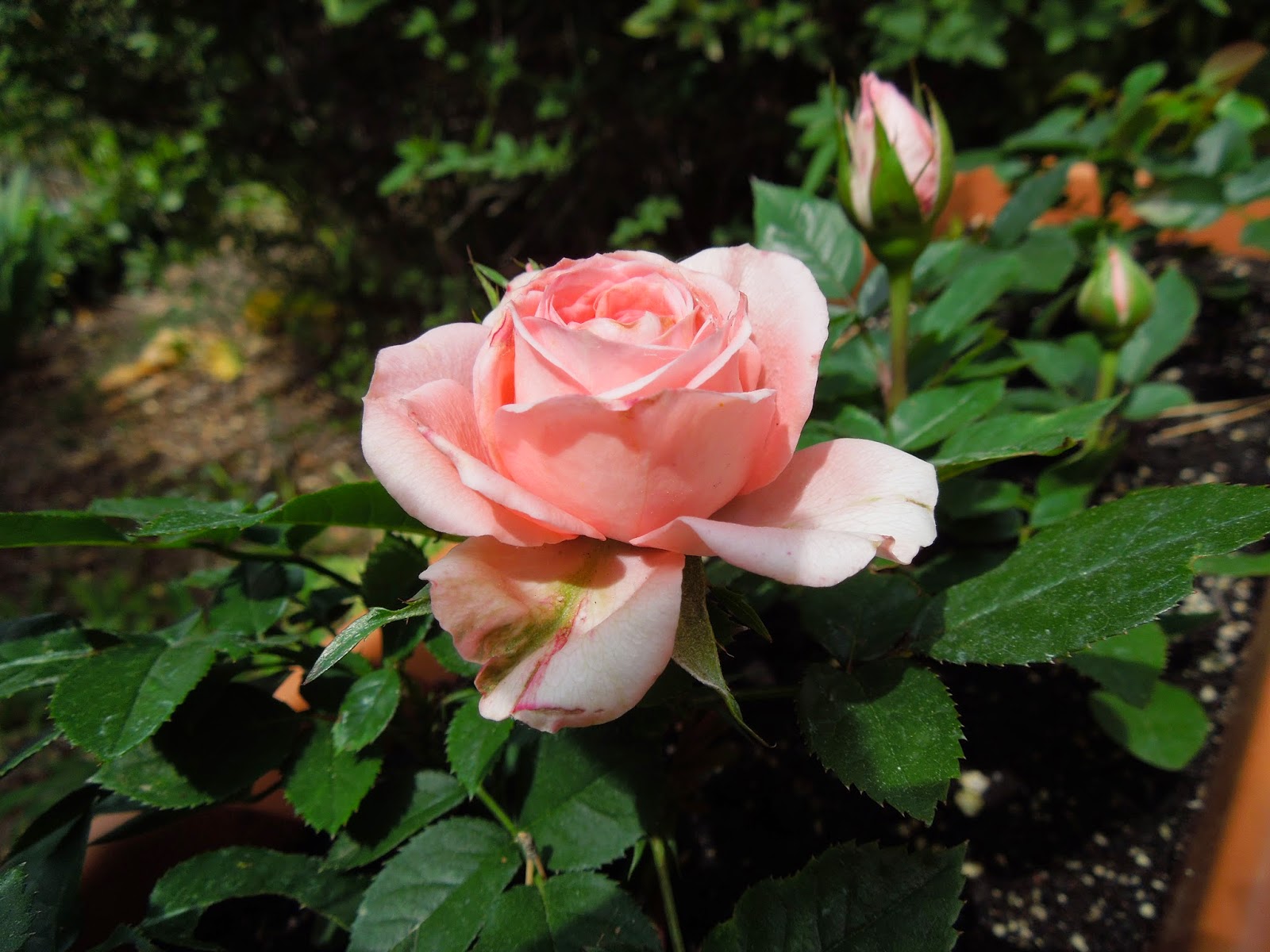 ROSAS MINIATURA - BOTÀNIC SERRAT