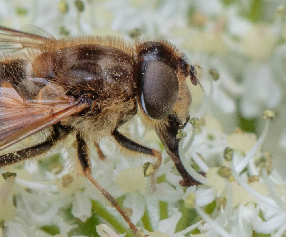 Ann Miles Blog: Insects and Spider Feeding